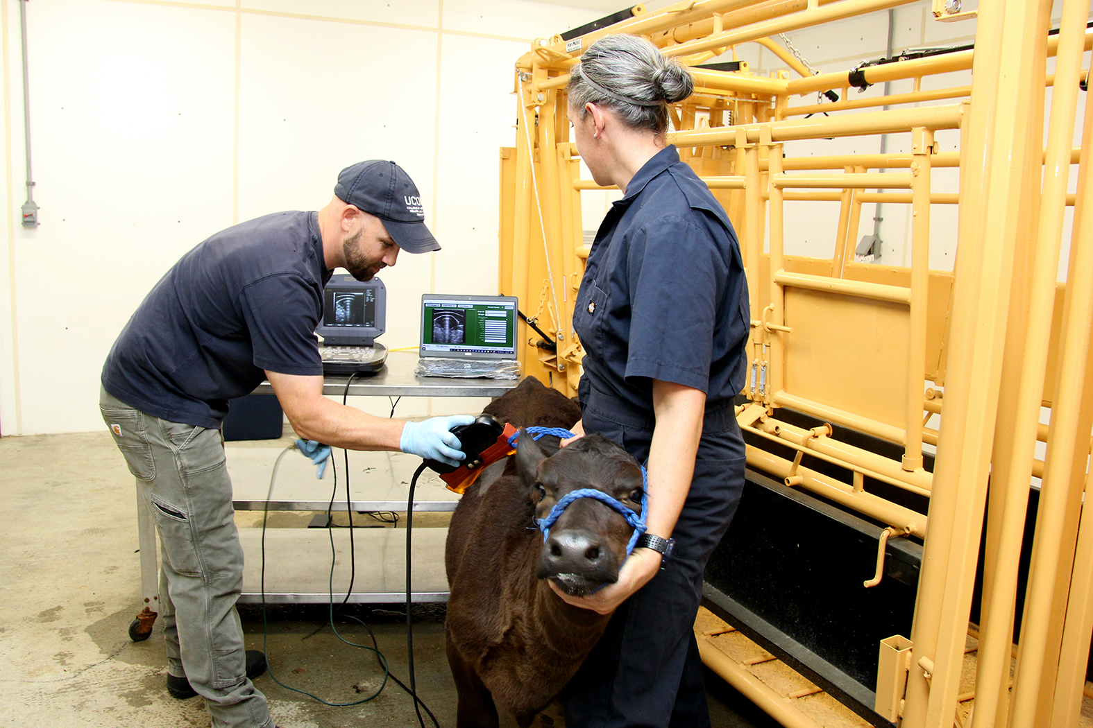 Ultrasound Technology Improves Livestock Meat Quality | Livestock